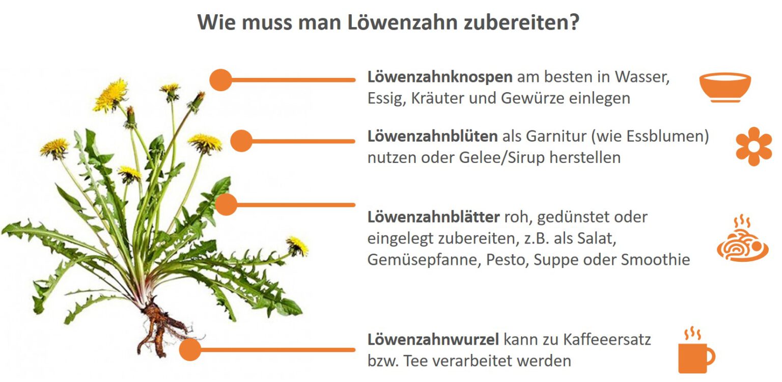 Kann Man Lowenzahn Roh Essen